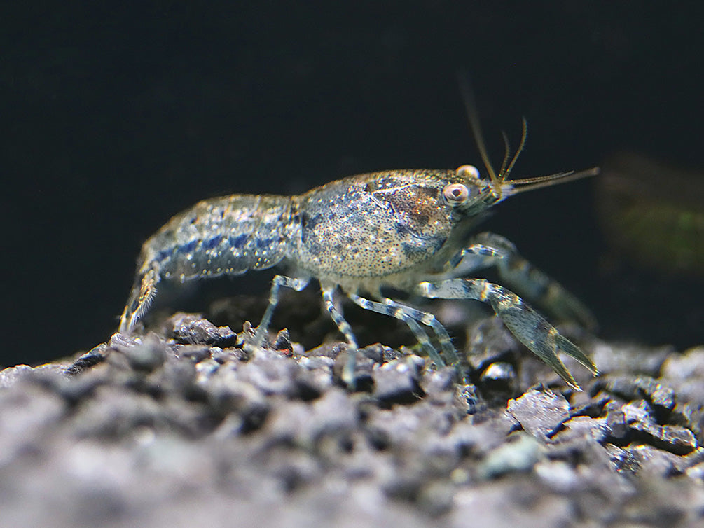 brown dwarf crayfish