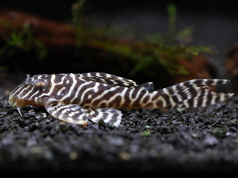 tiger pleco