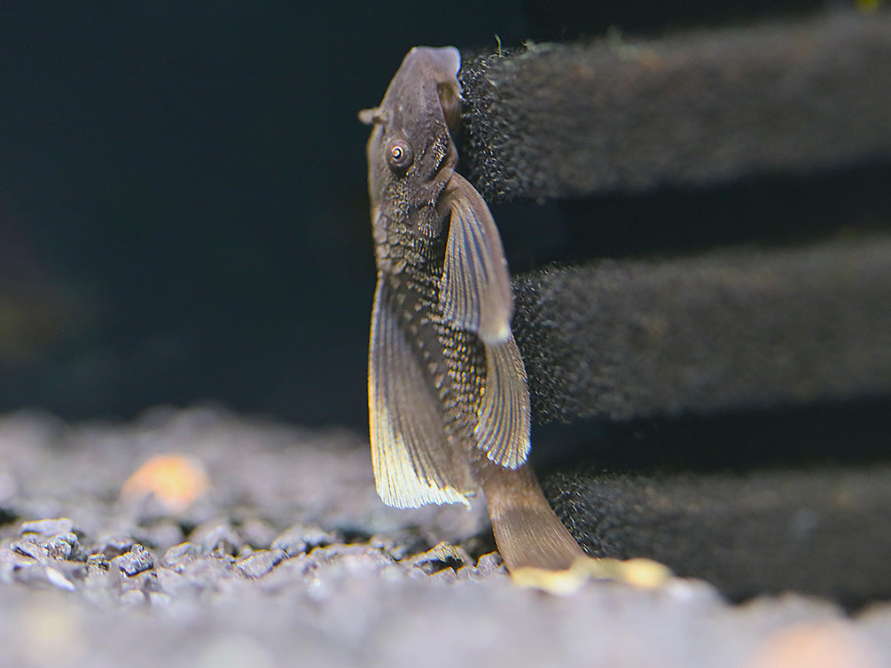 fancy fin pleco