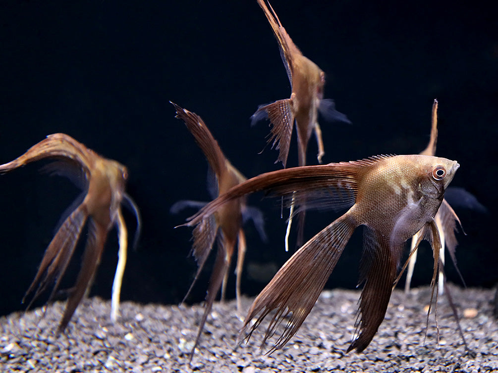 Smokey Chocolate Veil Angelfish (Pterophyllum scalare) – Tank Bred – Aquatic Arts