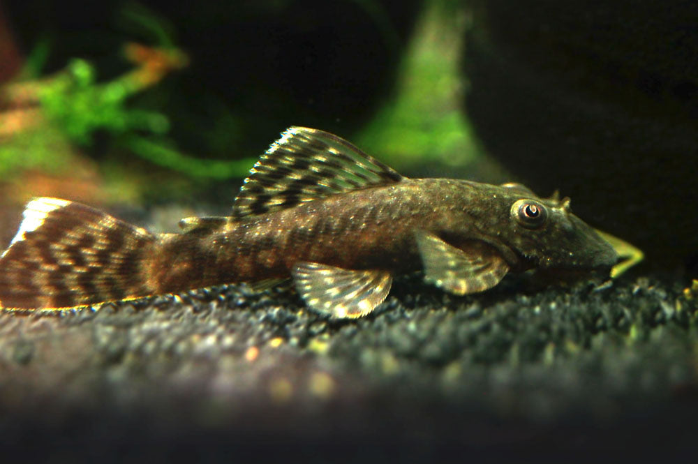 common pleco fish
