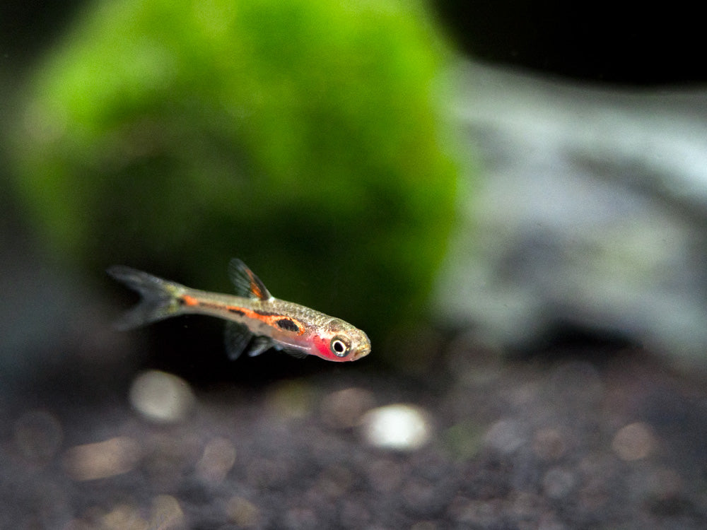 rasbora merah