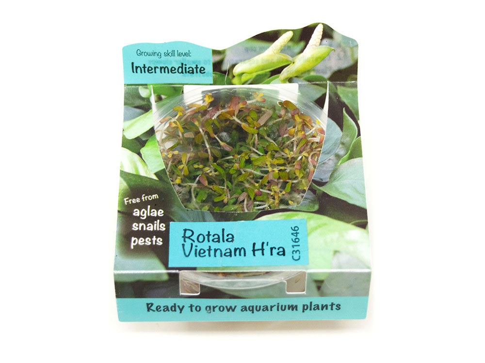 rotala hra