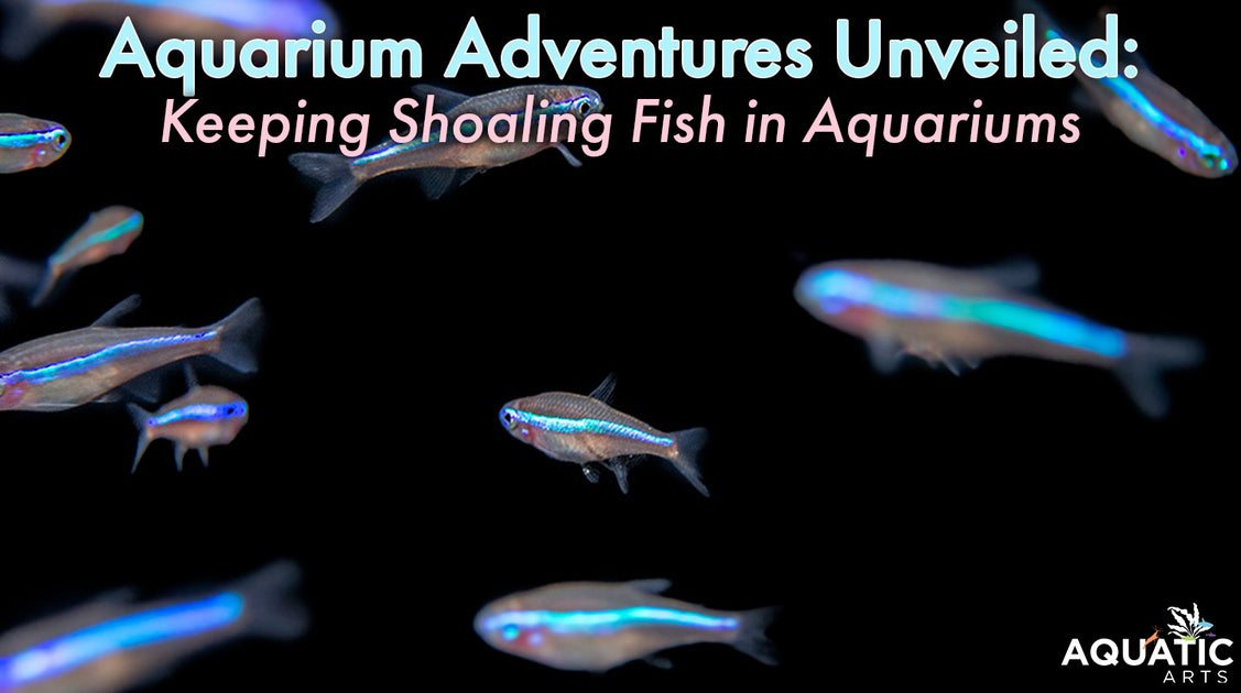 Aquarium Adventures Unveiled: Keeping Shoaling Fish in Aquariums ...
