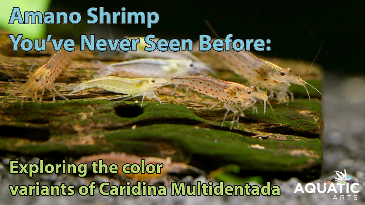 Amano Shrimp Like You've Never Seen Before: Exploring the Color Varian ...