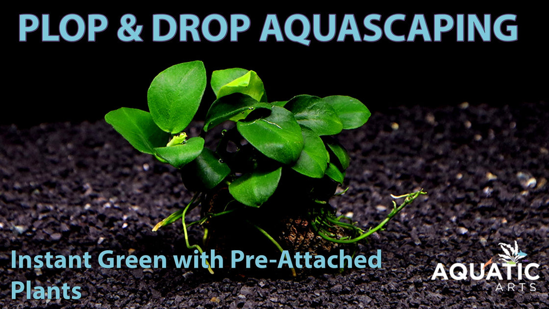Plop & Drop Aquascaping: Instant Green with Pre-Attached Plants ...