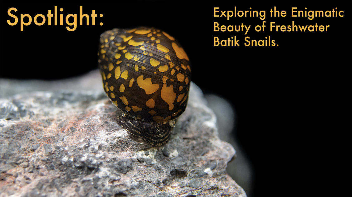 Snail Spotlight: Exploring the Enigmatic Beauty of Freshwater Batik Sn ...
