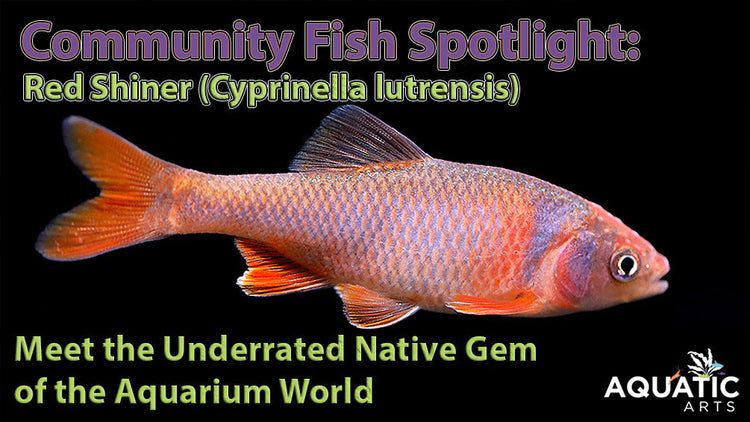 Community Fish Spotlight: Red Shiner (Cyprinella lutrensis) – Aquatic Arts