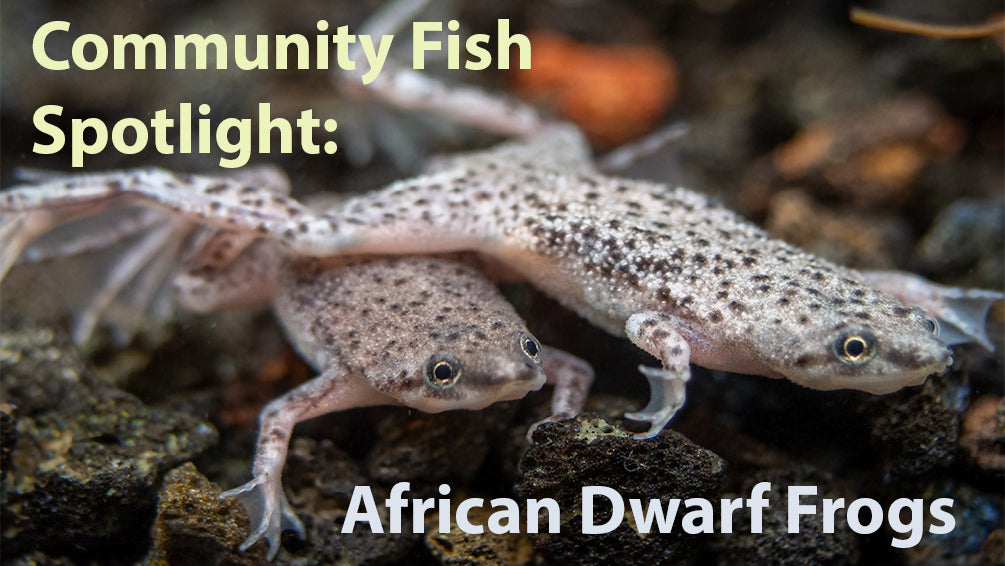 Community Fish Spotlight: African Dwarf Frogs – Aquatic Arts