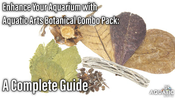 Aquarium Adventures Unveiled : Keeping Schooling Fish in Aquariums ...