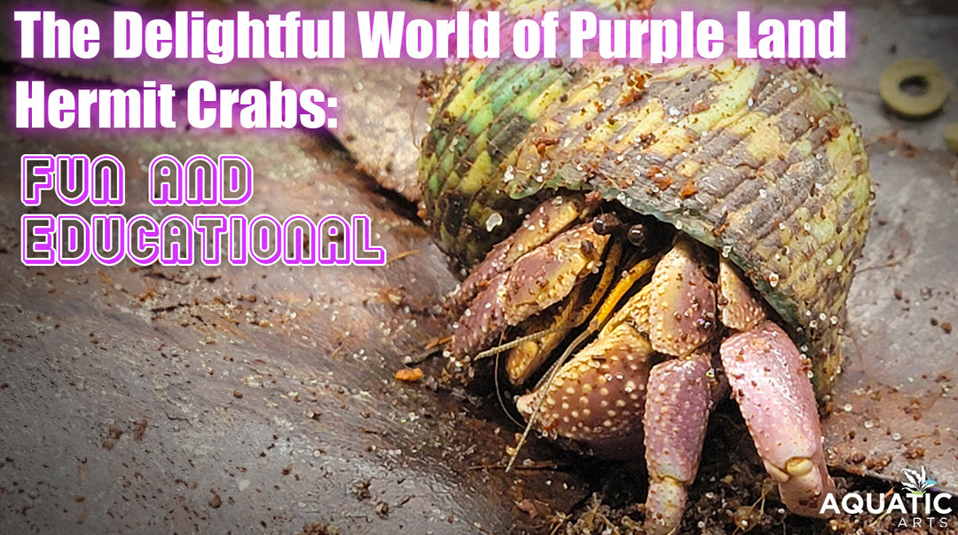 The Delightful World of Purple Land Hermit Crabs: Fun and Educational ...