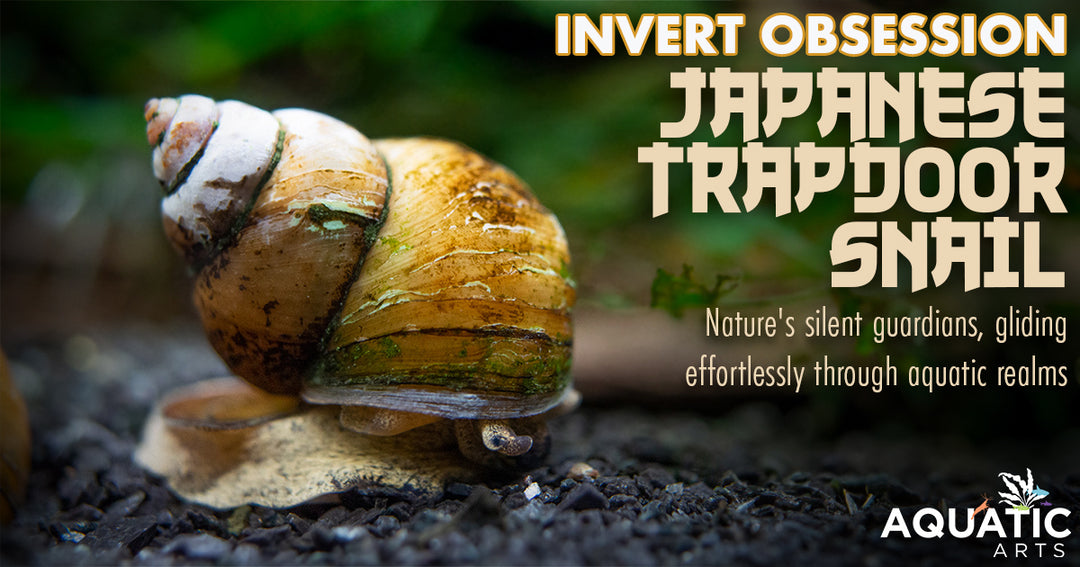 Invert Obsession: Japanese Trapdoor Snail (Sinotaia quadrata) – Aquatic ...