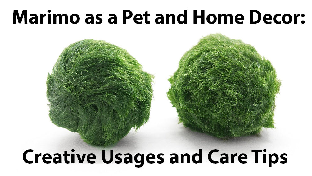 Marimo as a Pet and Home Decor: Creative Uses and Care Tips – Aquatic Arts