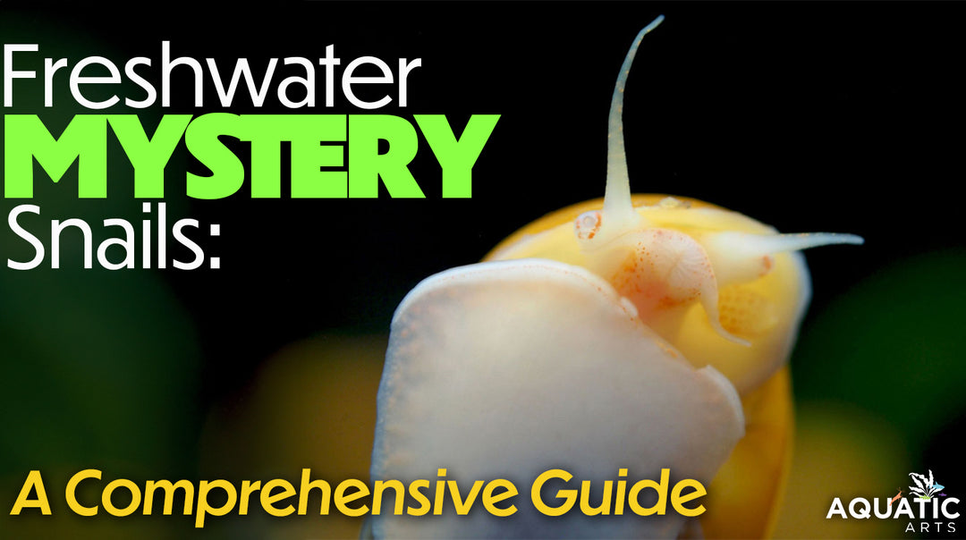 Freshwater Mystery Snails: A Comprehensive Guide – Aquatic Arts
