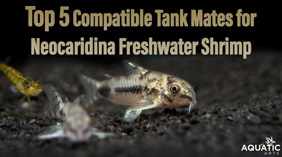 Top 5 compatible tank mates for Neocaridina freshwater shrimp – Aquatic ...