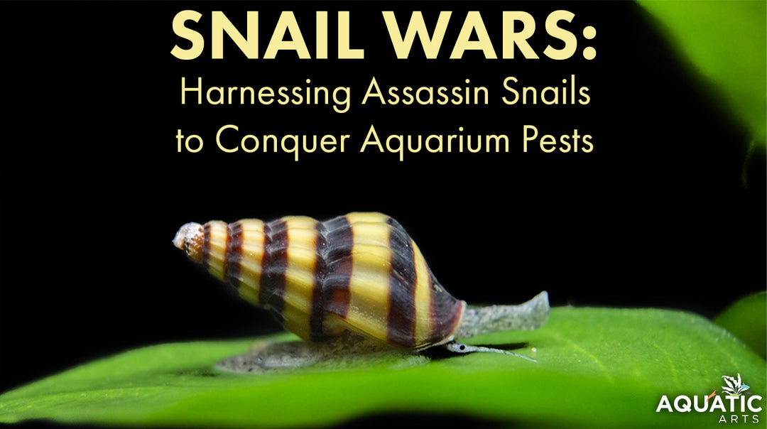 Snail Wars: Harnessing Assassin Snails to Conquer Aquarium Pests ...