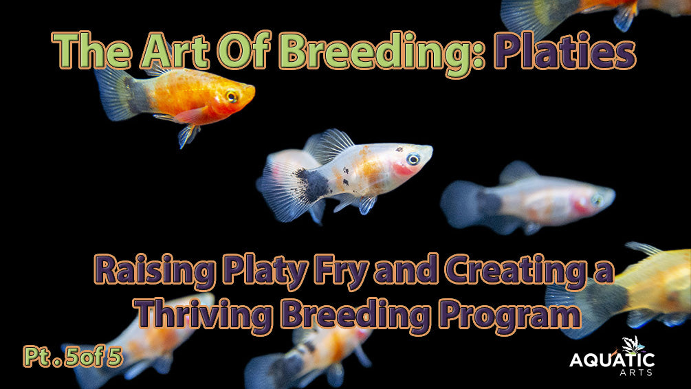 Raising Platy Fry and Creating a Thriving Breeding Program – Aquatic Arts