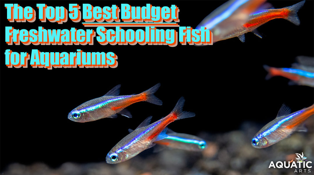 The Top 5 Best Budget Freshwater Schooling Fish for Aquariums – Aquatic ...