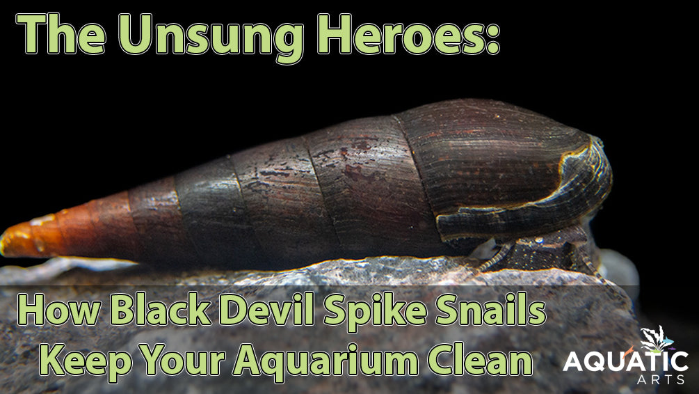 The Unsung Heroes: How Black Devil Spike Snails Keep Your Aquarium Cle ...