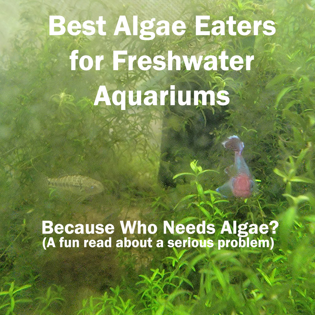 Best Algae Eaters for Freshwater Aquariums - Because Who Needs Algae ...