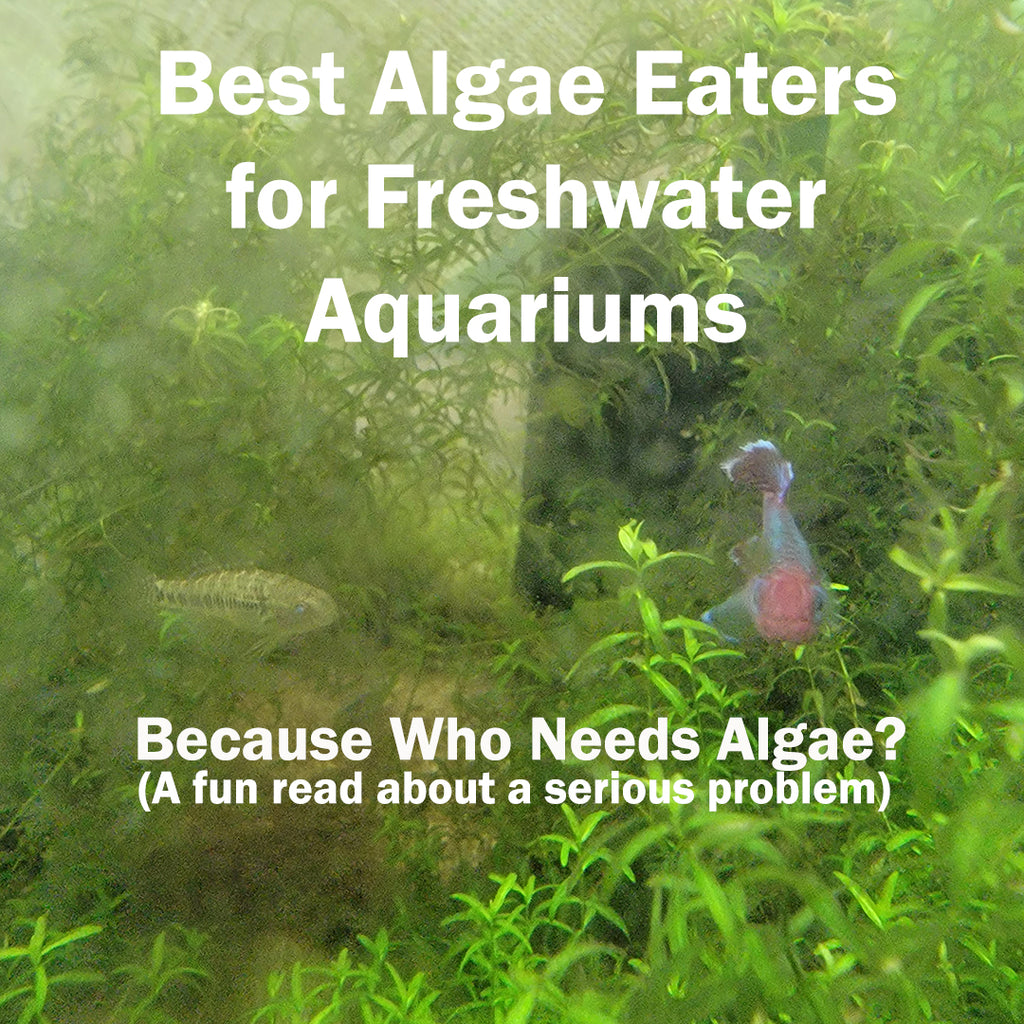 Freshwater Aquarium Algae