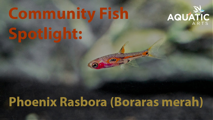 Community Fish Spotlight: Phoenix Rasbora (Boraras merah) – Aquatic Arts