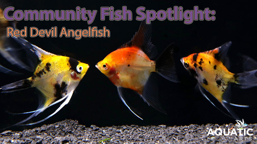 Community Fish Spotlight: Red Devil Angelfish (Pterophyllum scalare 'R ...