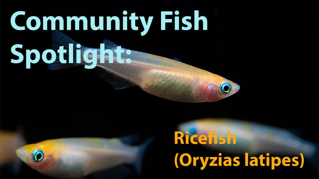 Community Fish Spotlight: Ricefish (Oryzias latipes) - Tank Bred ...