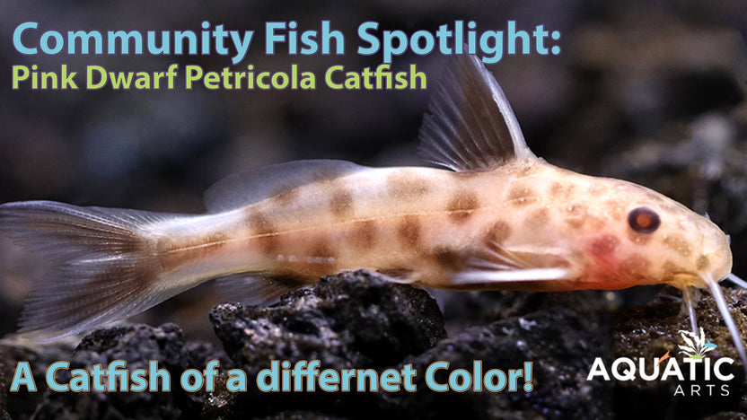 Community Fish Spotlight: Dwarf Cuckoo AKA Leopard Catfish (Synodontis ...