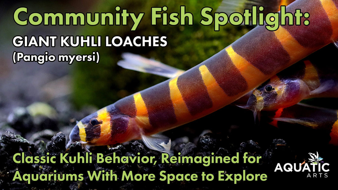 Community Fish Spotlight: Giant Kuhli Loach (Pangio myersi) – Aquatic Arts