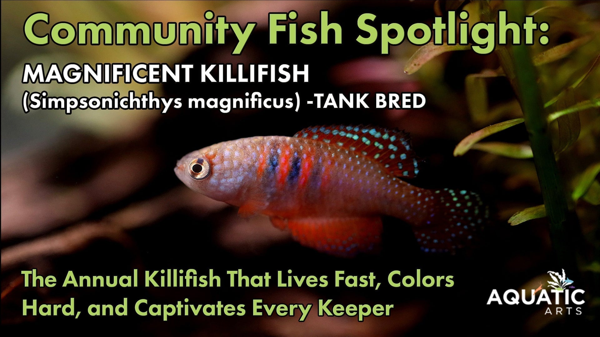 Community Fish Spotlight: Black Tiger Badis (Dario sp. 'Myanmar ...