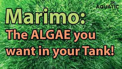 It's Not Me, It's Your Tank: The Many Reasons Why Your Snails Try to J ...