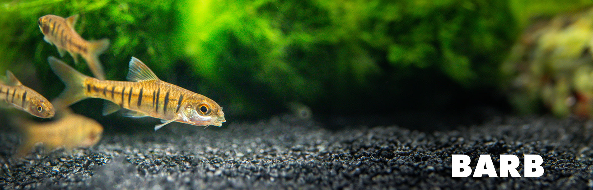 Barbs – Aquatic Arts