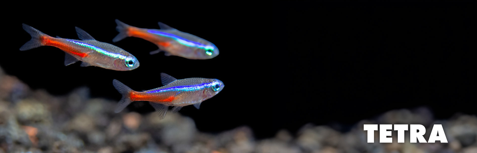 Tetra – Aquatic Arts