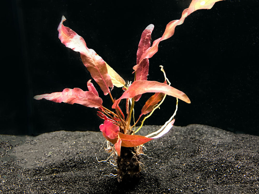 Bulb Plants – Aquatic Arts