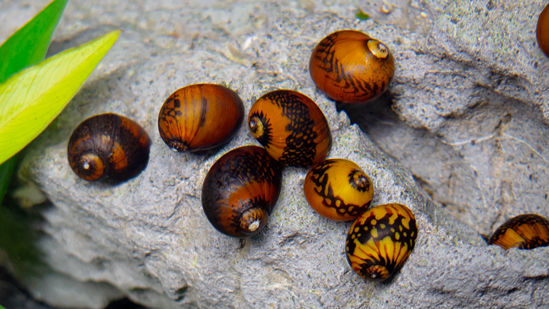 Nerite Snails – Aquatic Arts
