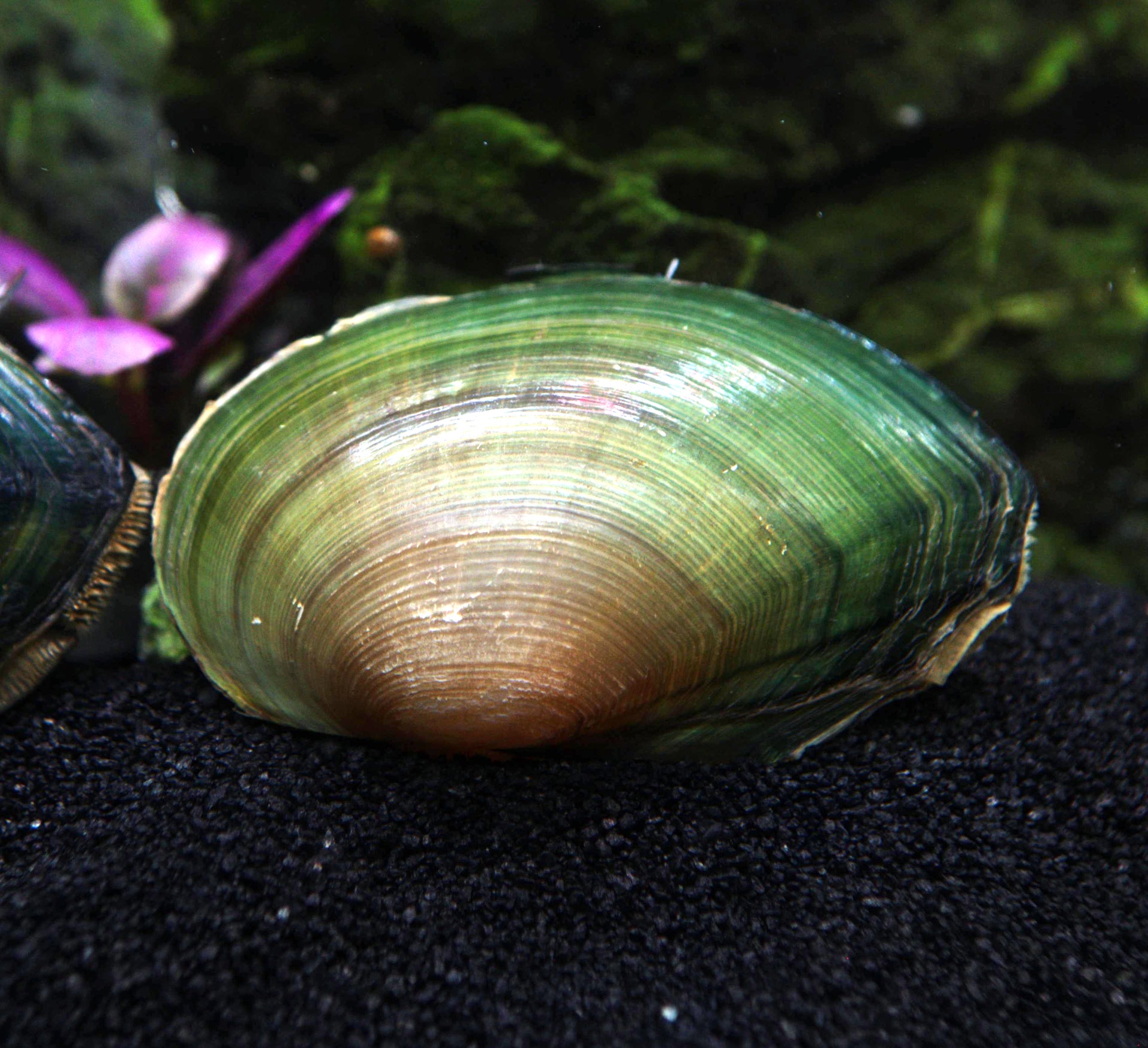 Freshwater Bivalves – Aquatic Arts