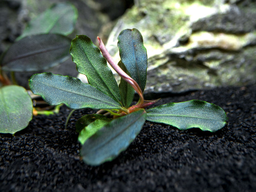 Buce Plants (Bucephalandra sp.) – Aquatic Arts