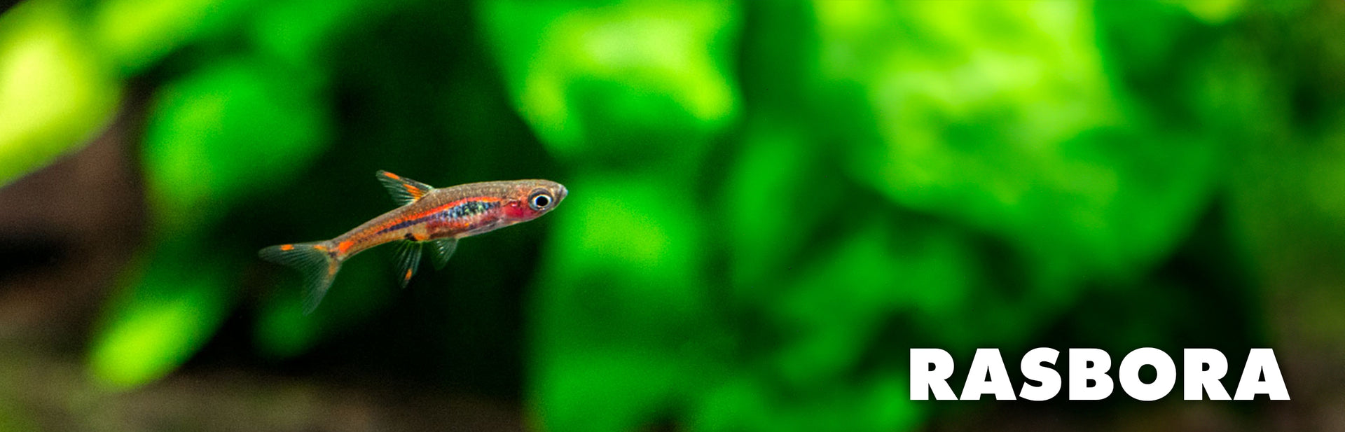 Rasboras, Danios, and Minnows – Aquatic Arts