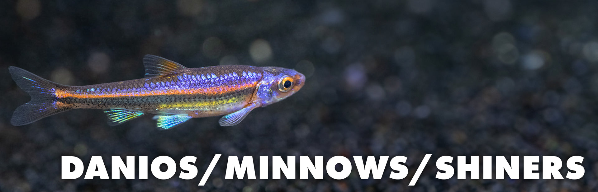 Danios / Minnows / Shiners – Aquatic Arts