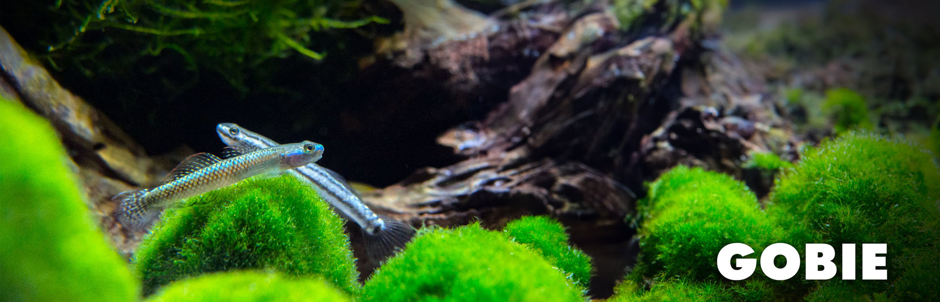 Gobies – Aquatic Arts