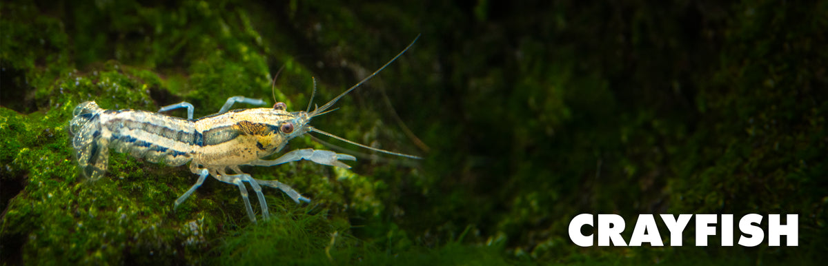Freshwater Crayfish | Next-Day US Delivery | 100% Live Arrival ...