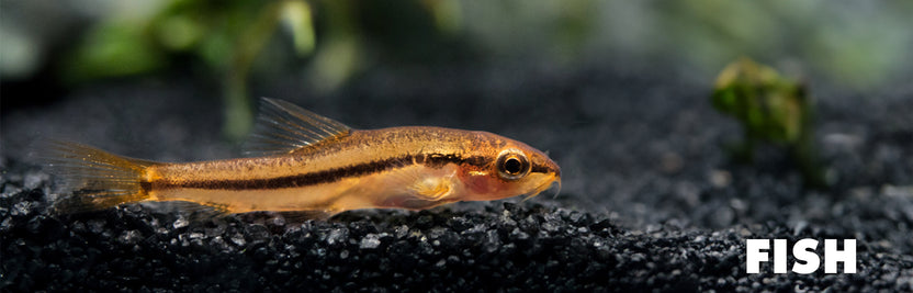 Freshwater Fish | 100% Live Arrival Guarantee – Aquatic Arts