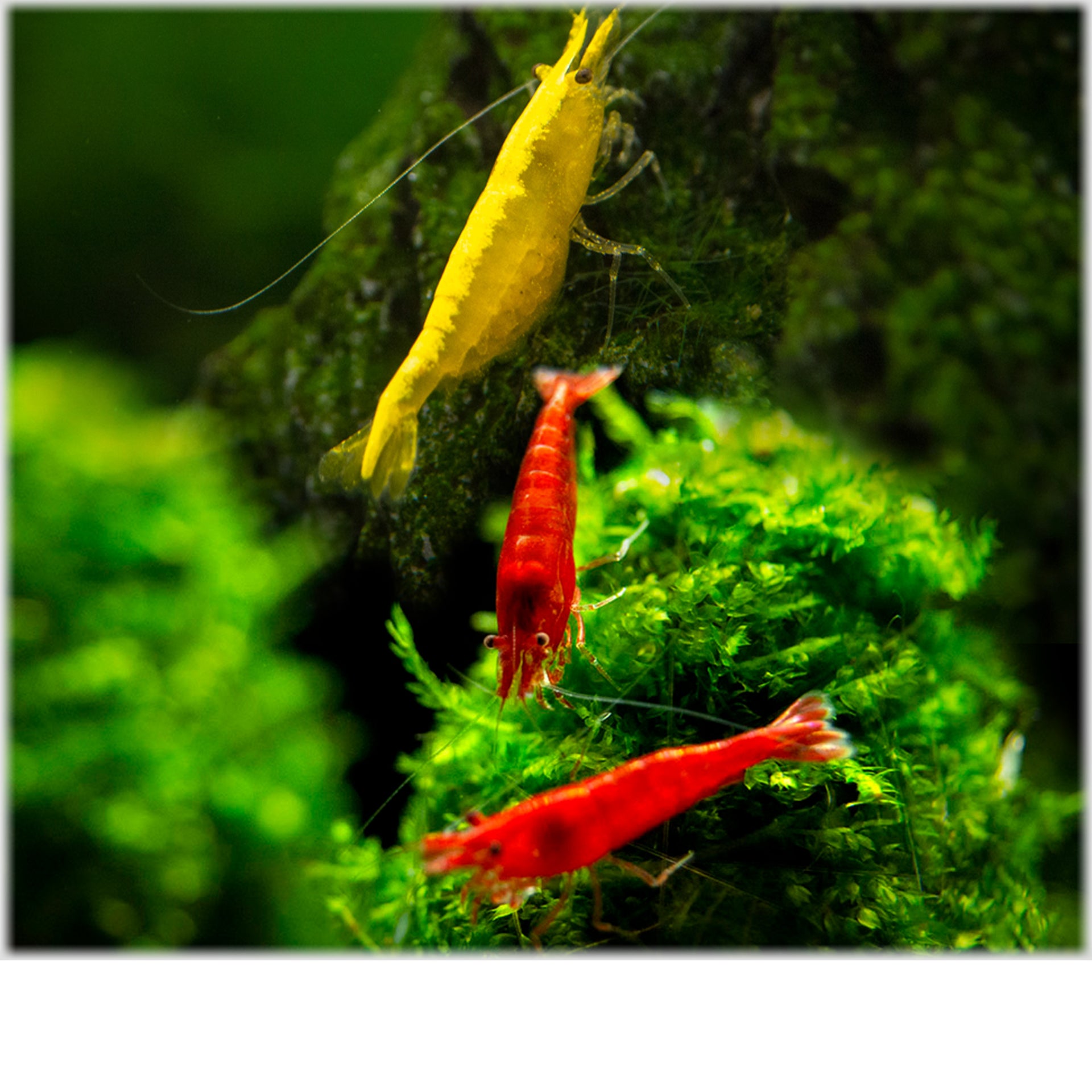 Freshwater Shrimp | Next-Day US Delivery | 100% Live Arrival Guarantee ...