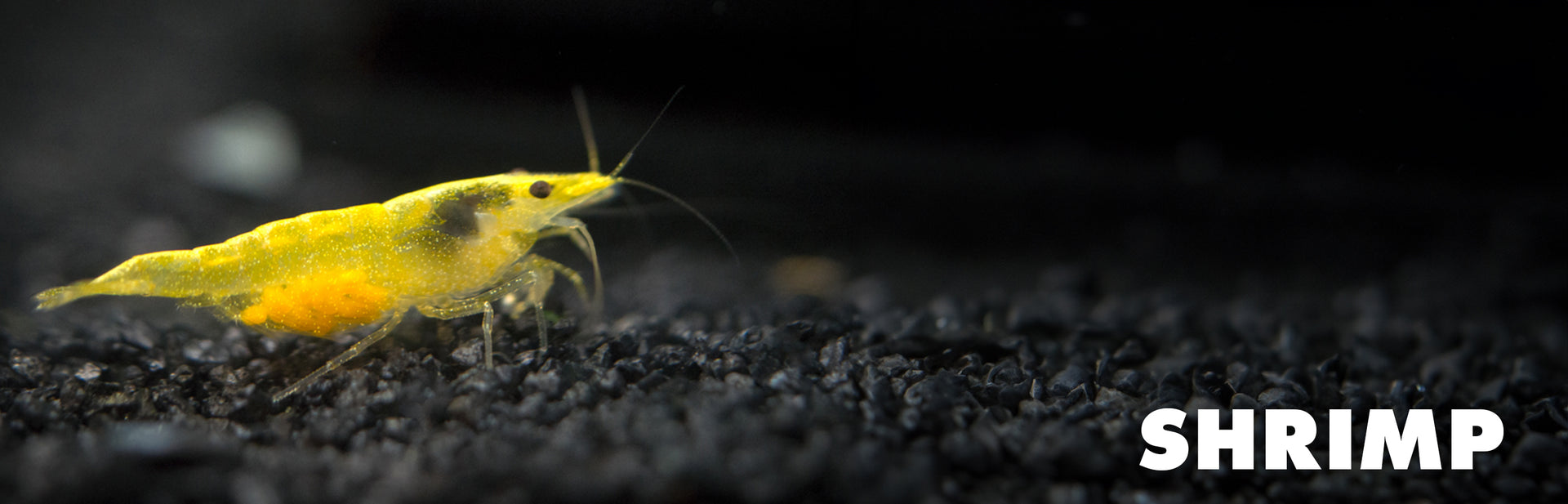 All Freshwater Shrimp – Page 2 – Aquatic Arts