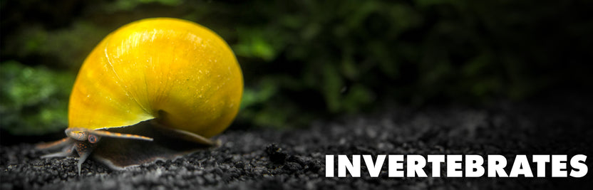 All Invertebrates – Page 2 – Aquatic Arts