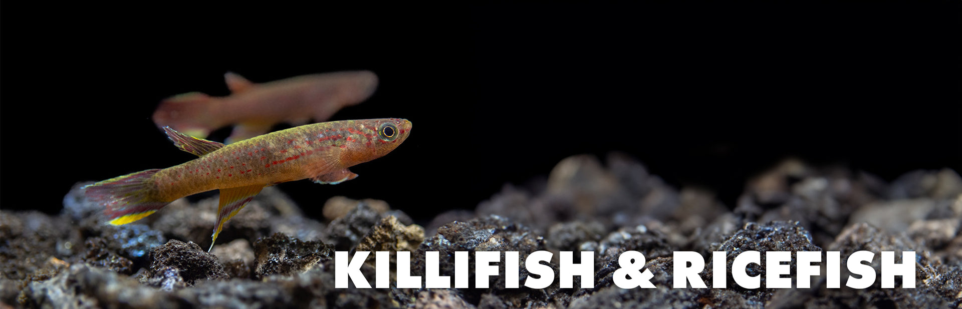 Killifish & Ricefish – Page 2 – Aquatic Arts