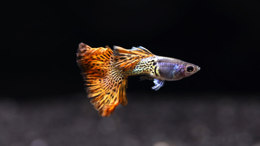 Guppies and Endlers – Aquatic Arts
