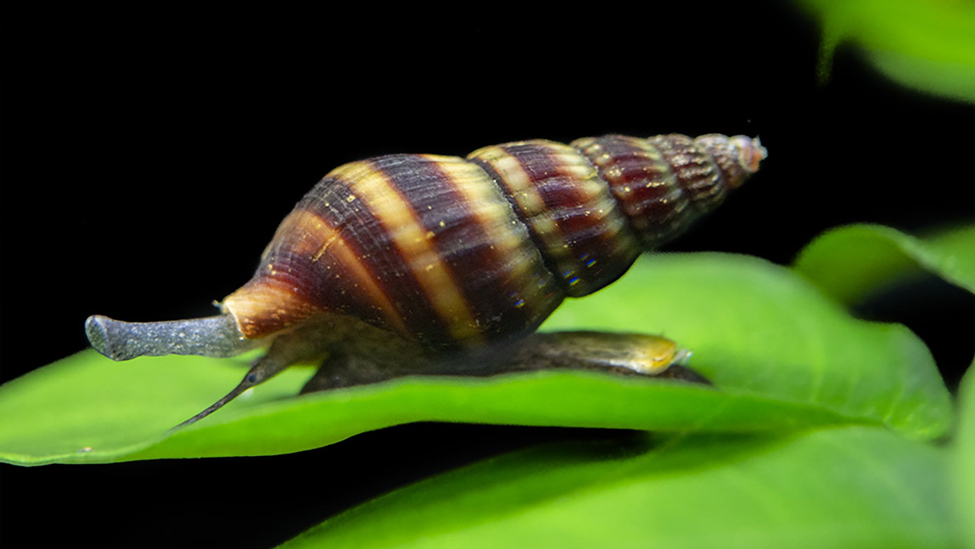 Assassin Snails – Aquatic Arts