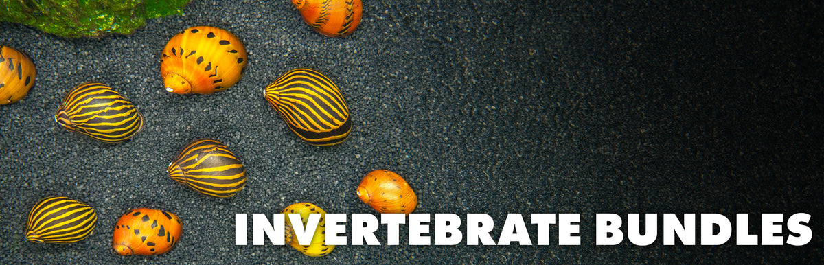 Invertebrate Bundles – Aquatic Arts